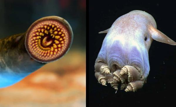 The World's Most Exotic Animals You Might Not Know About - Amazing