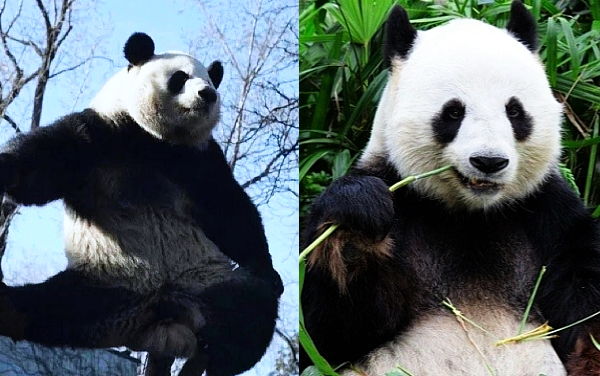 Pandabiz: MengLan – The Playful Genius Panda Who Stole Our Hearts ...