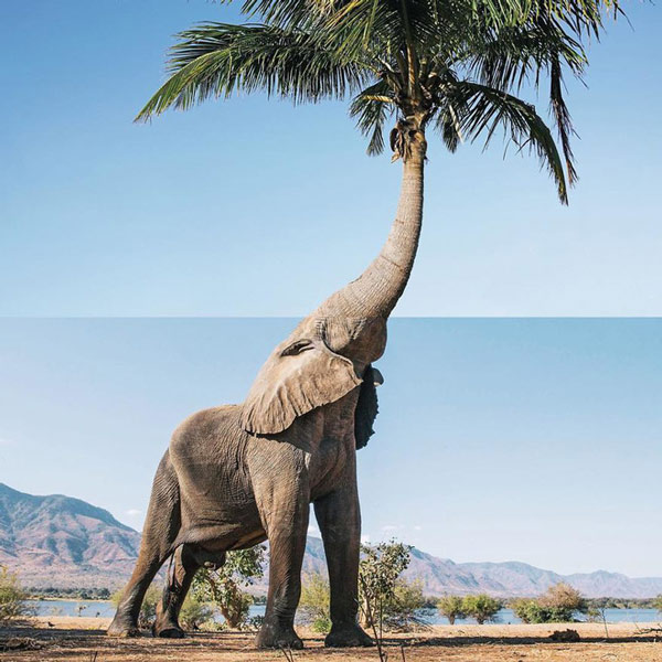 The Pinnacle of Creativity: Combining Two Unrelated Images to Create ...