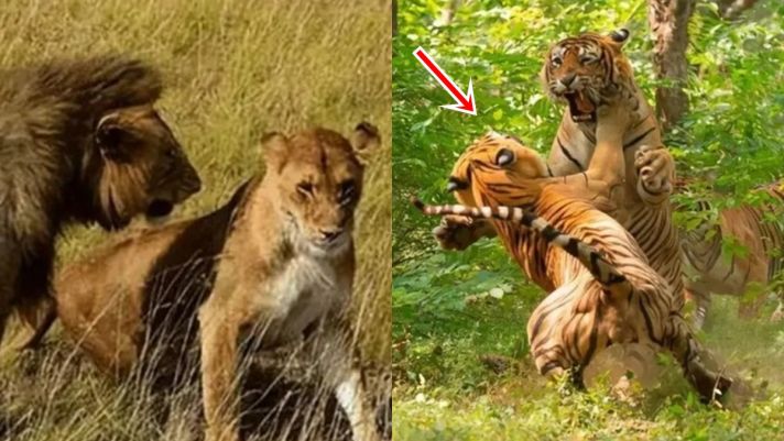 Why do lions and tigers mate for just 30 seconds? The answer lies in ...