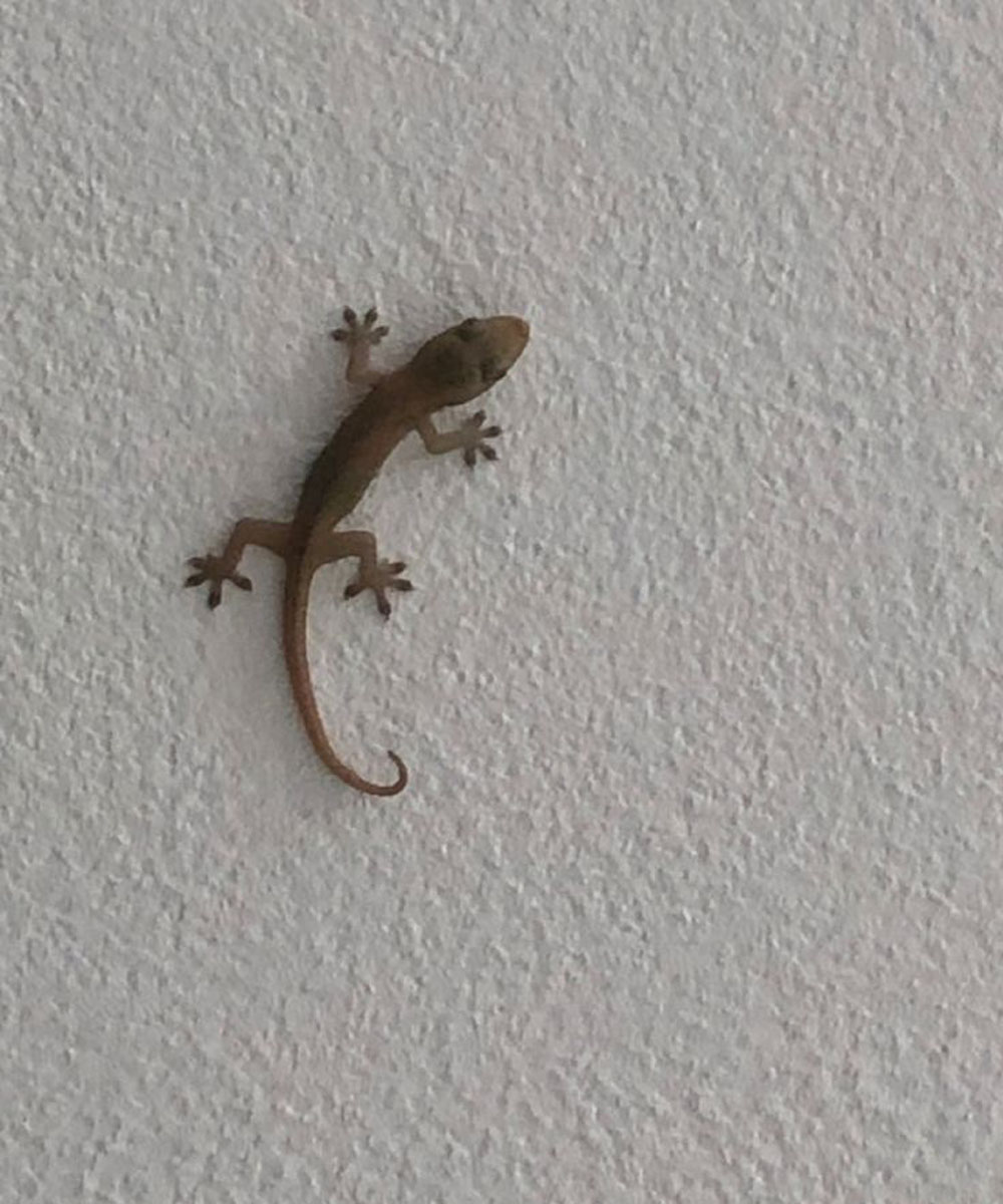 When a lizard visits your house, it’s a warn.ing that … - Amazing