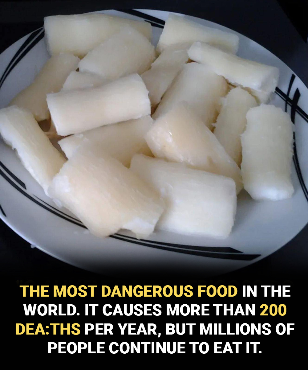 Toxic if improperly prepared: another side of a widely consumed food ...